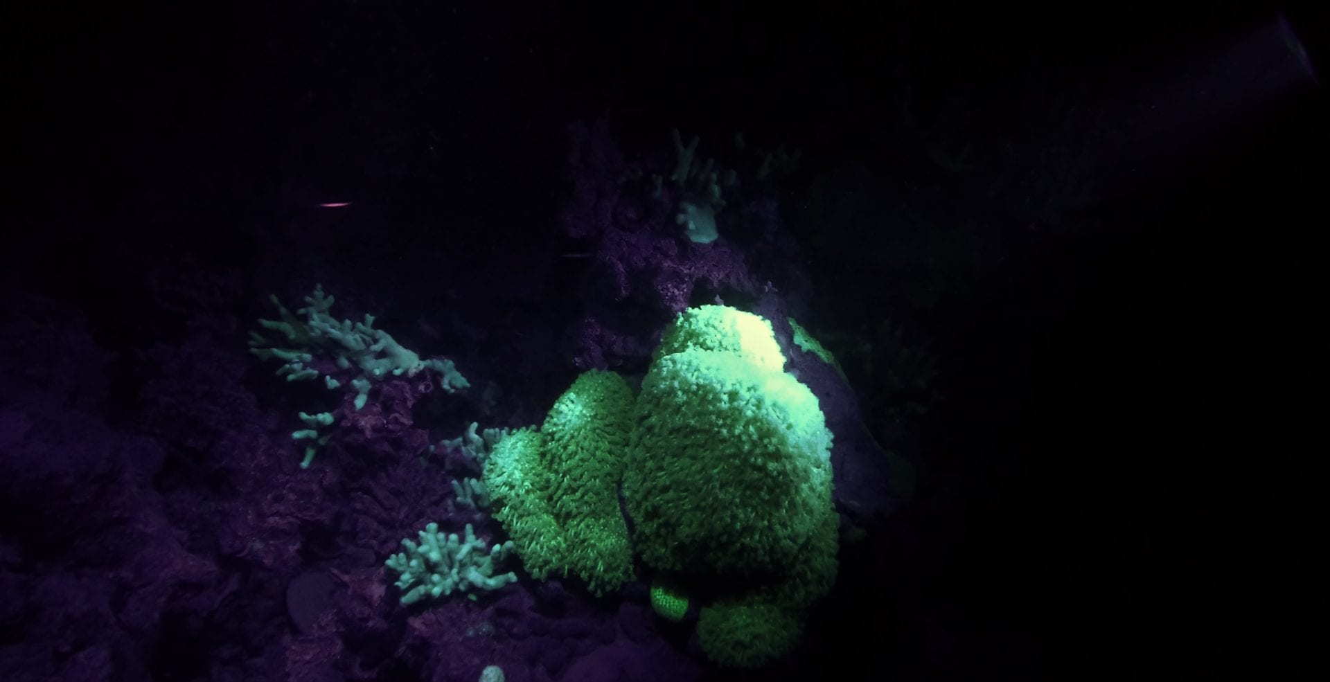 Fluo Diving in the Maldives - review and video - divetip.com