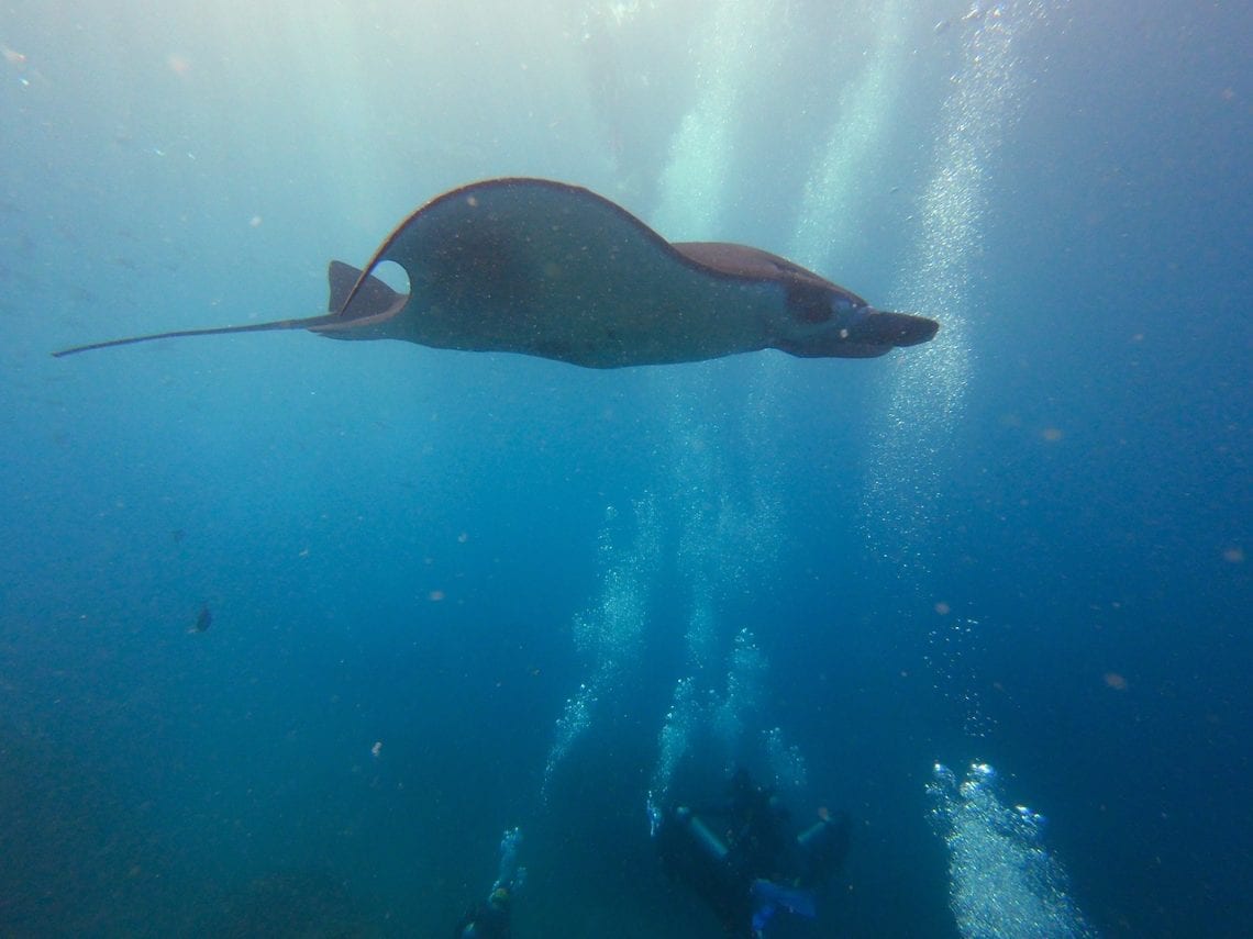 Snorkeling Manta Point - Nusa Penida - Bali - divetip.com