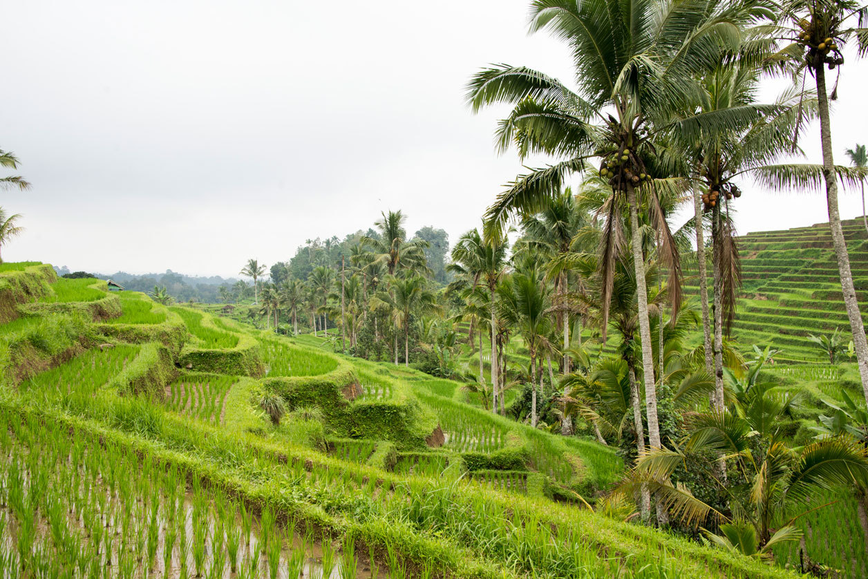 Ubud Travel Guide - Top Things To Do and Reviews - divetip.com